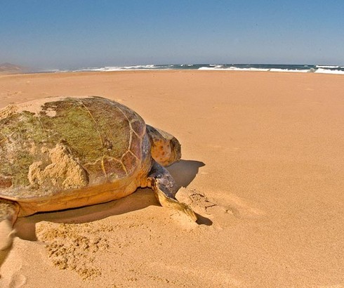 Gallery of Luxury Dive Resort, Mabibi - Thonga Beach LodgeThonga Beach ...