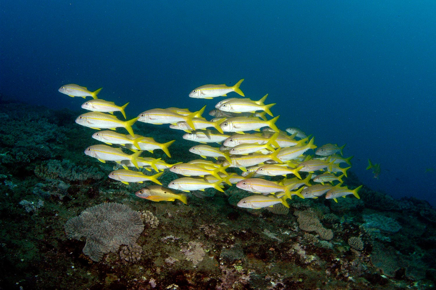 Gallery of Luxury Dive Resort, Mabibi - Thonga Beach LodgeThonga Beach ...