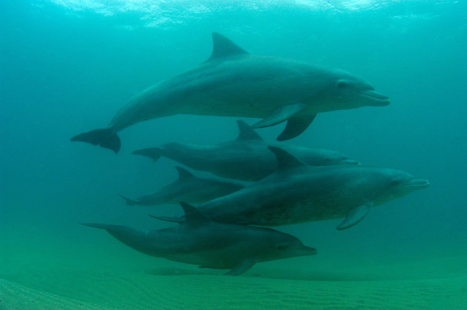 Gallery of Luxury Dive Resort, Mabibi - Thonga Beach LodgeThonga Beach ...