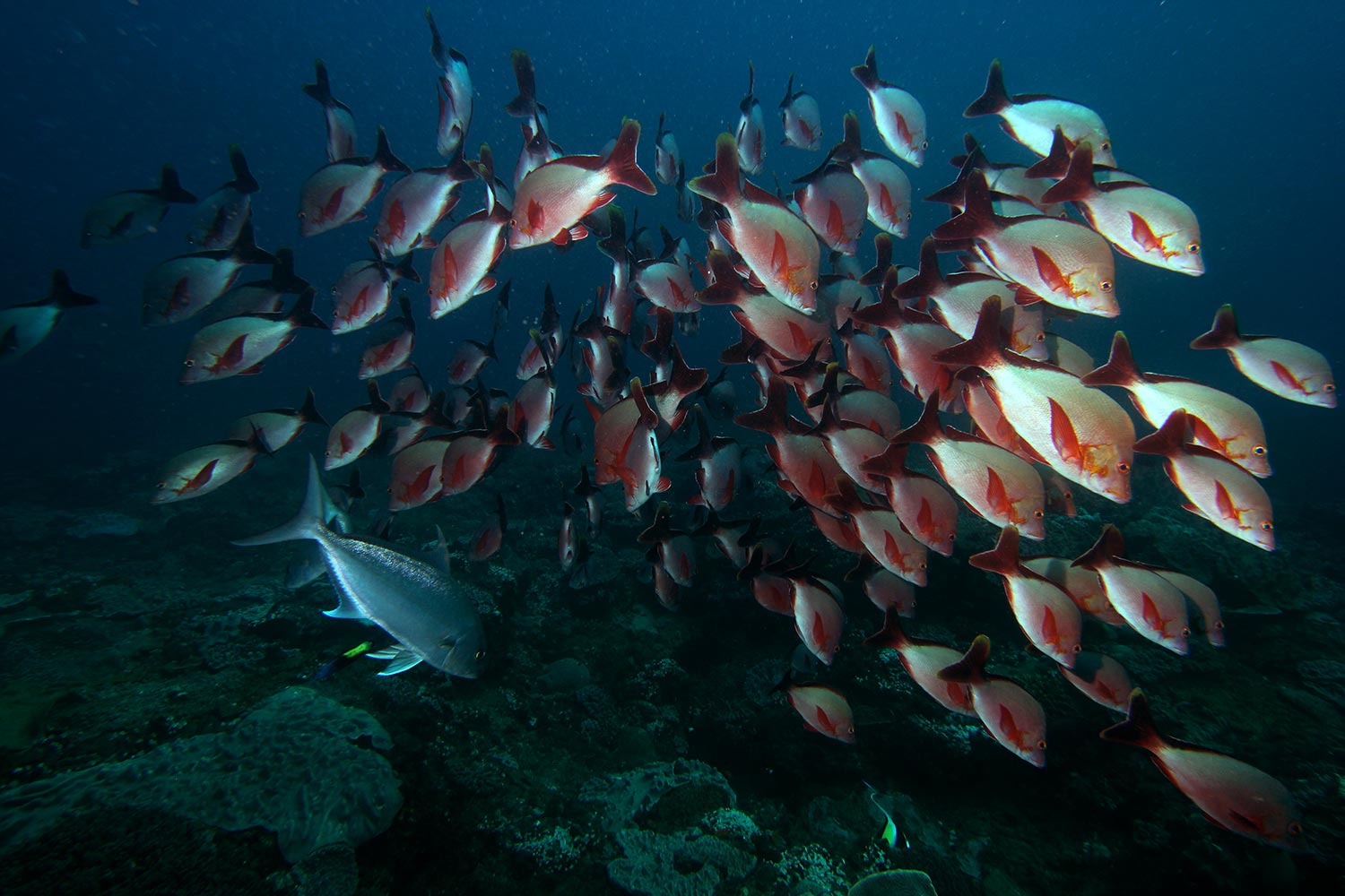 Gallery of Luxury Dive Resort, Mabibi - Thonga Beach LodgeThonga Beach ...