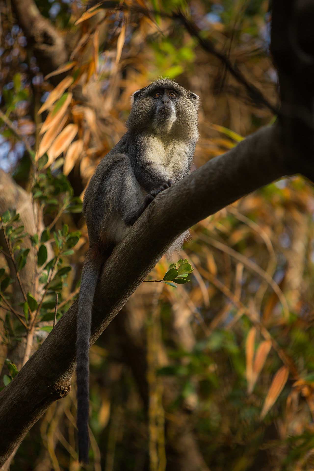 Gallery of Luxury Dive Resort, Mabibi - Thonga Beach LodgeThonga Beach ...
