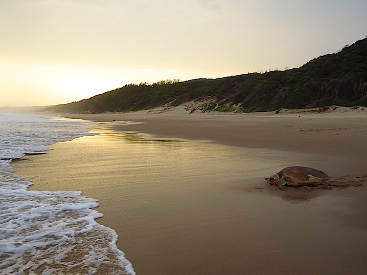 Eight reasons to fall in love with iSimangaliso Wetland Park - Thonga ...