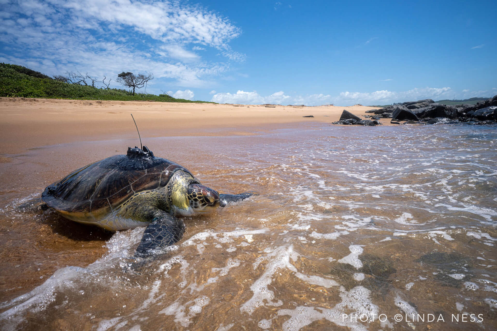 Bob the turtle – A re-wilding success story - Thonga Beach Lodge