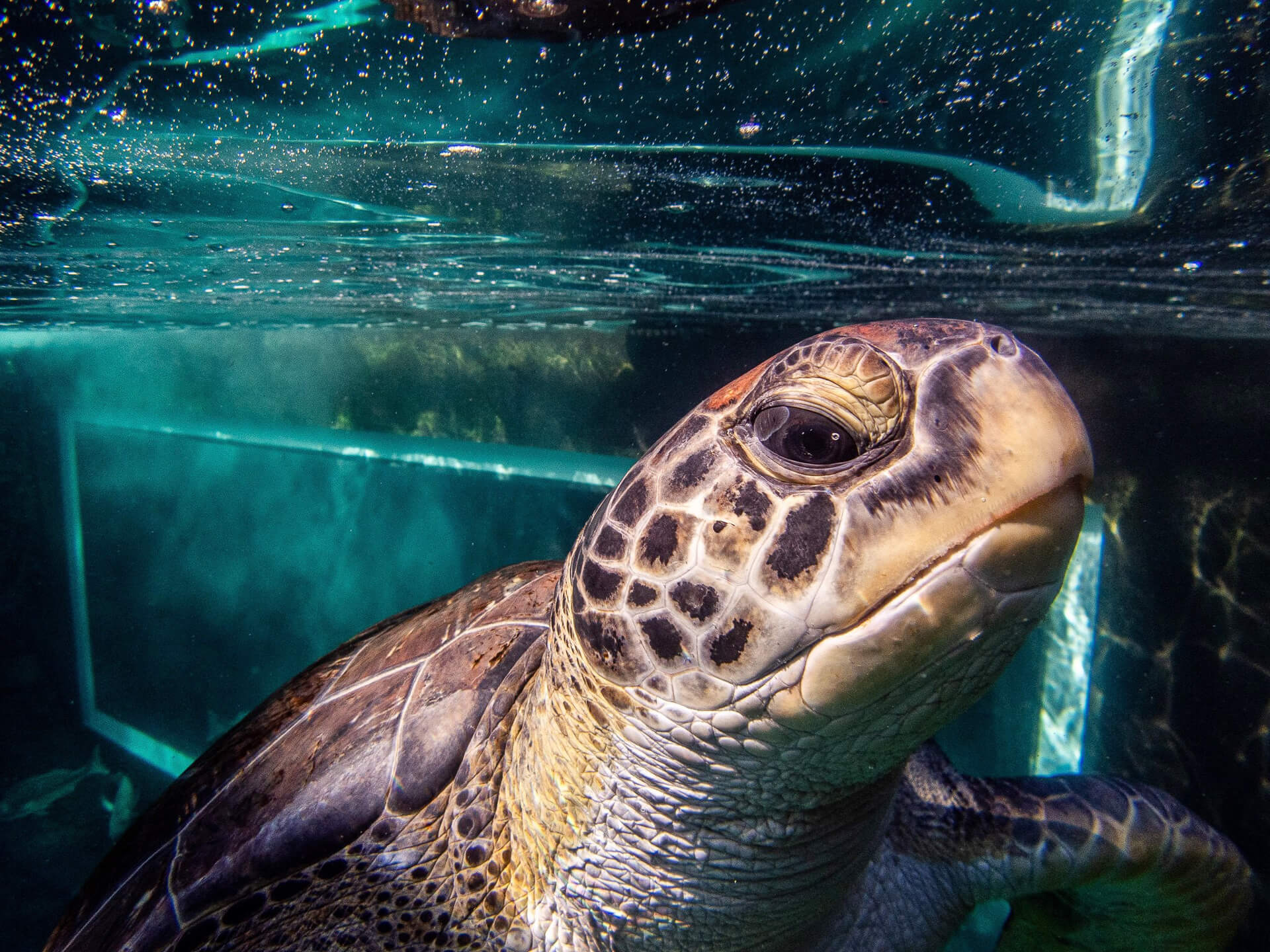 Bob the turtle – A re-wilding success story - Thonga Beach Lodge